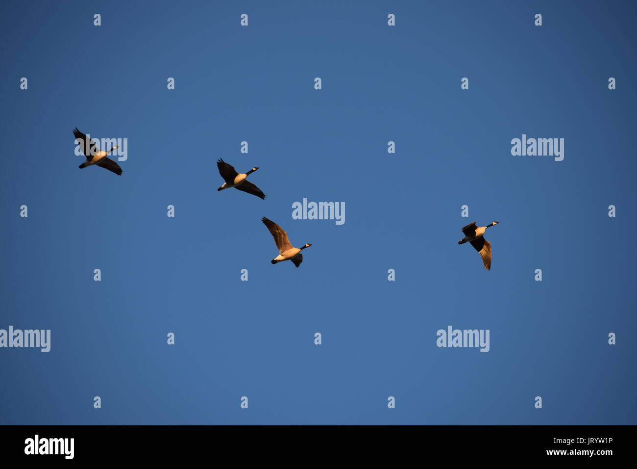 4 Geese flying south Stock Photo - Alamy