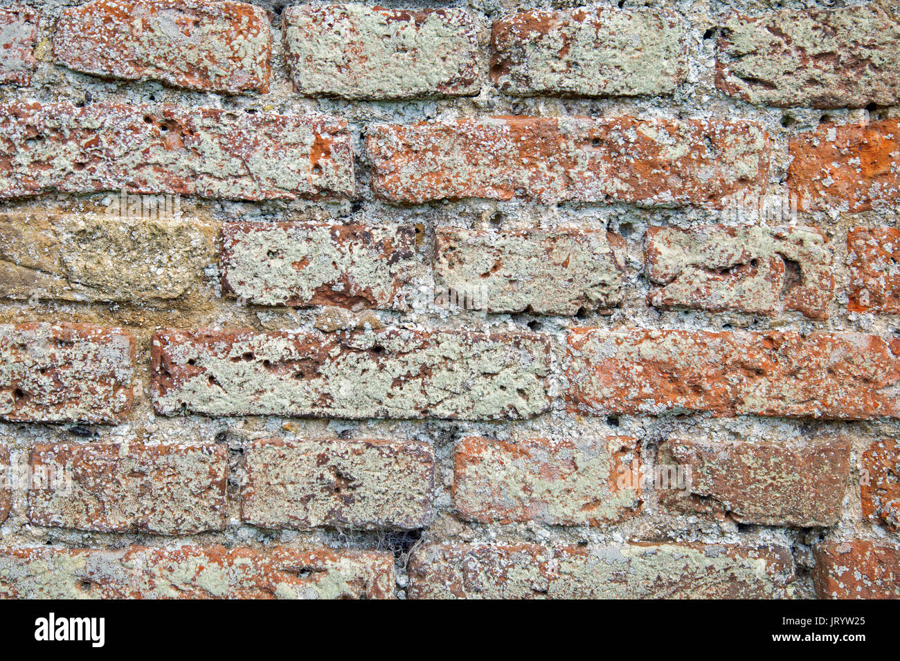 Old brick wall with small 17th Century red bricks covered in green ...