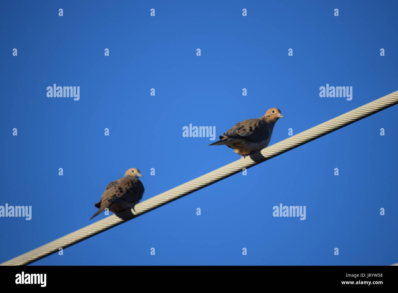 Two doves on a wire hi-res stock photography and images - Alamy