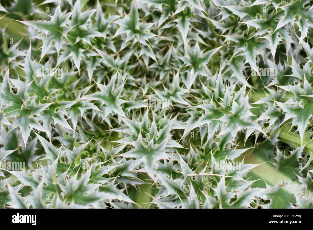 Spiky green plant hi-res stock photography and images - Alamy