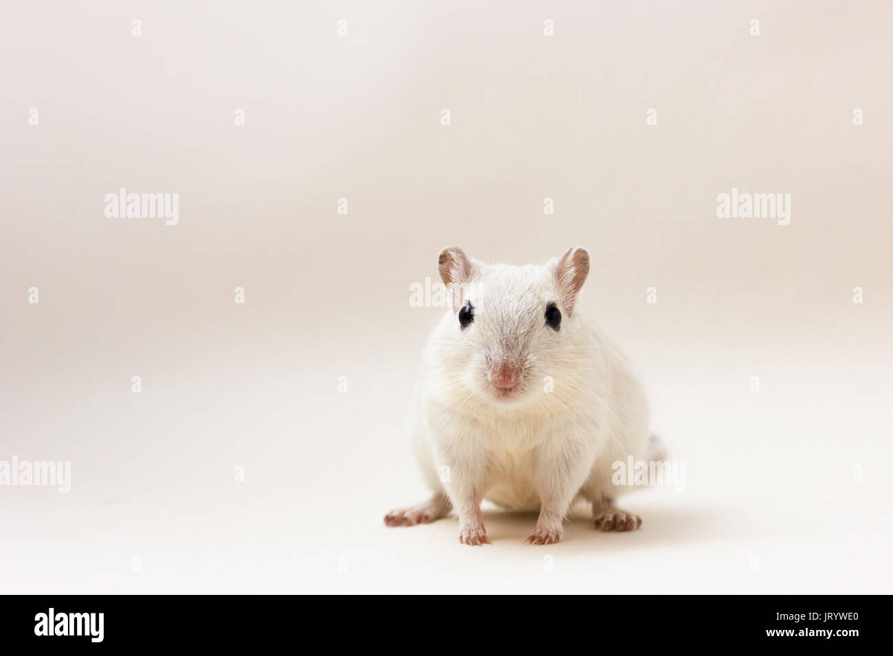 Fluffy cute rodent - gerbil on neutral background Stock Photo - Alamy