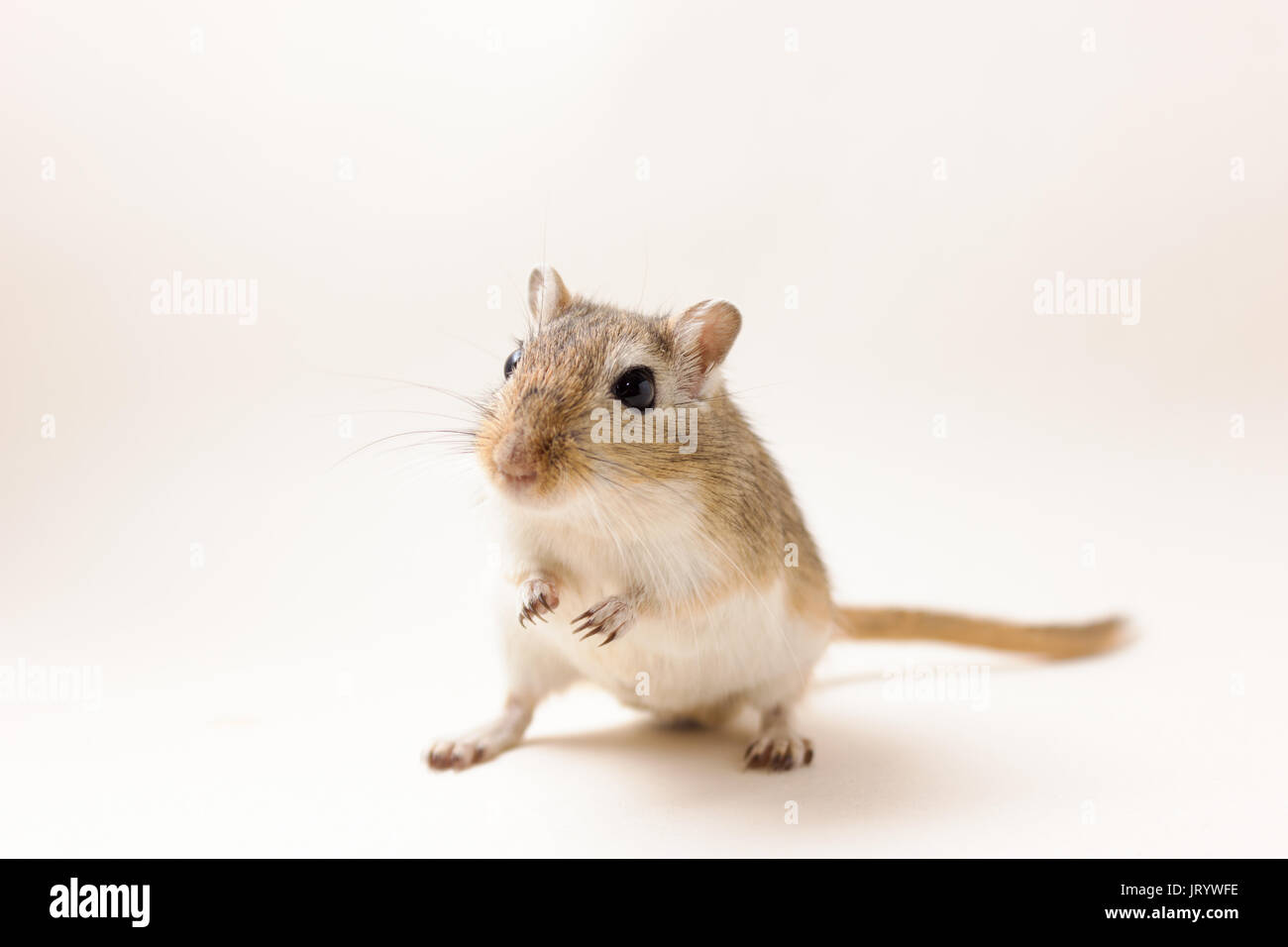 Fluffy cute rodent - gerbil on neutral background Stock Photo - Alamy