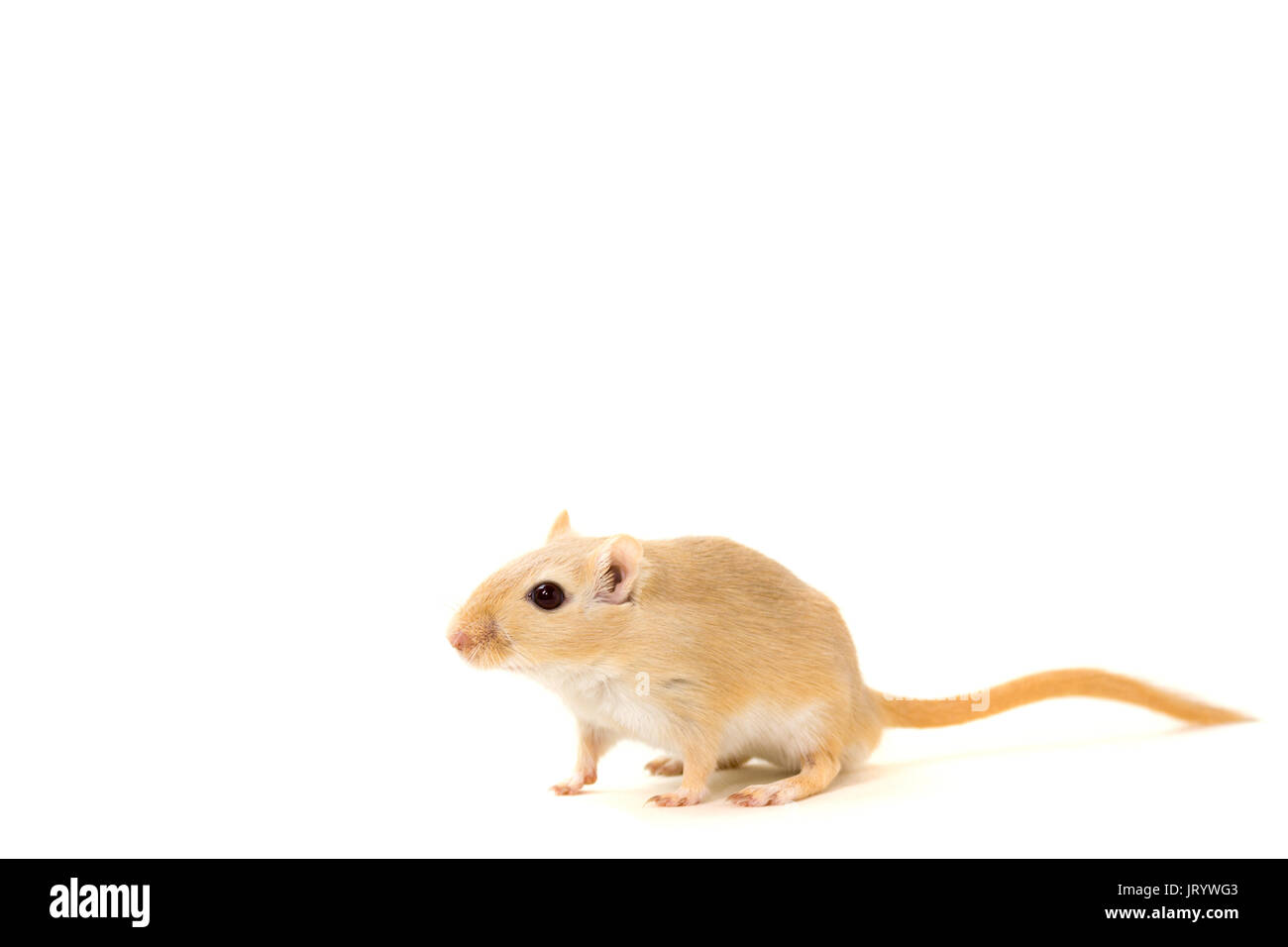 Fluffy cute rodent - gerbil on neutral background Stock Photo - Alamy