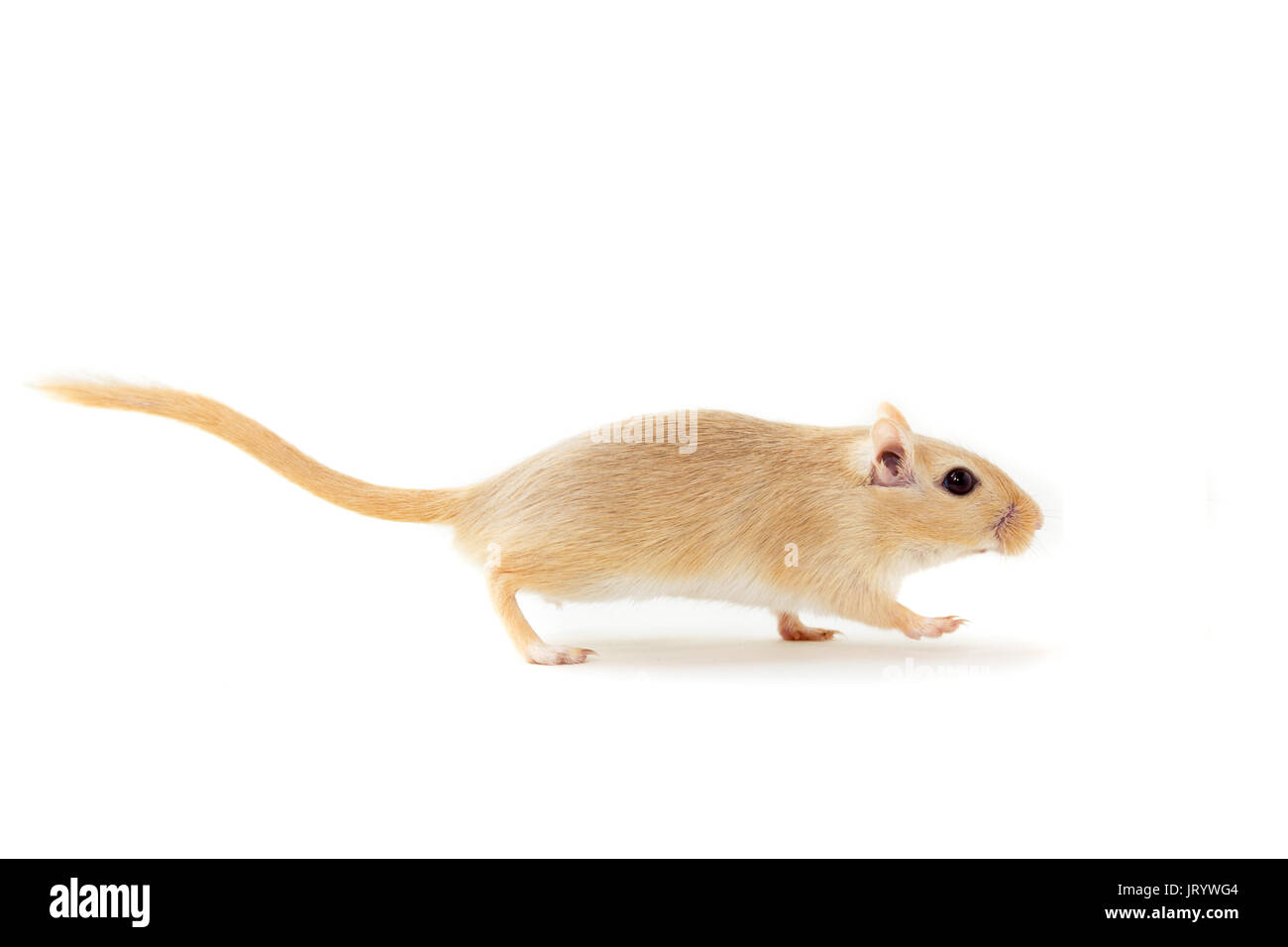 Fluffy cute rodent - gerbil on neutral background Stock Photo - Alamy