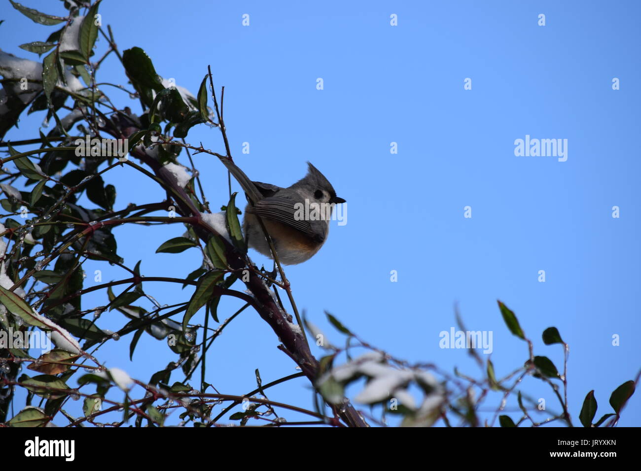 Blue jay in tree hi-res stock photography and images - Alamy