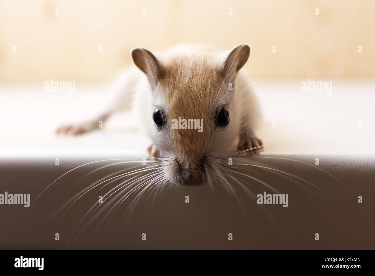 Fluffy baby of gerbil on neutral background Stock Photo - Alamy