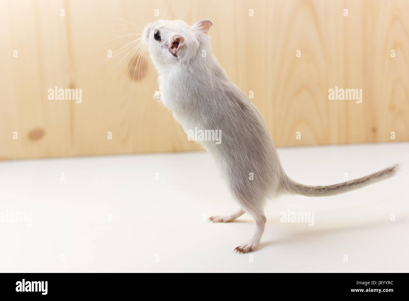 Fluffy baby of gerbil on neutral background Stock Photo - Alamy