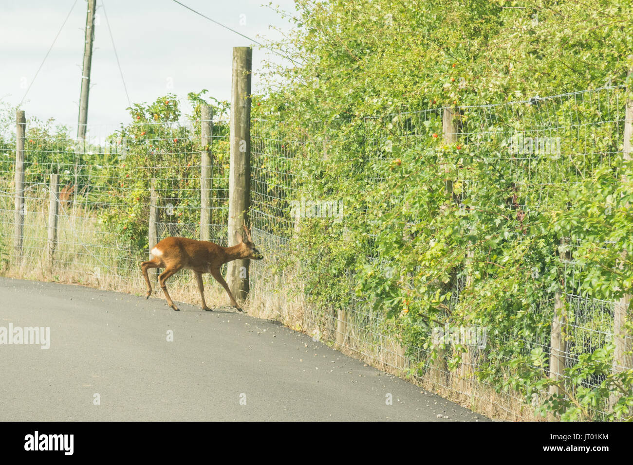 Deer stuck behind deer fencing hi-res stock photography and images - Alamy