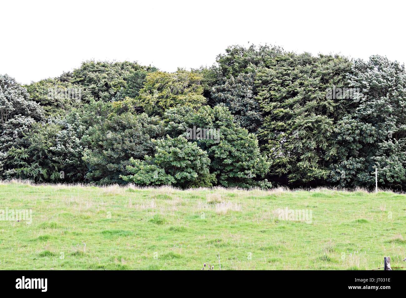 field with tree Stock Photo - Alamy