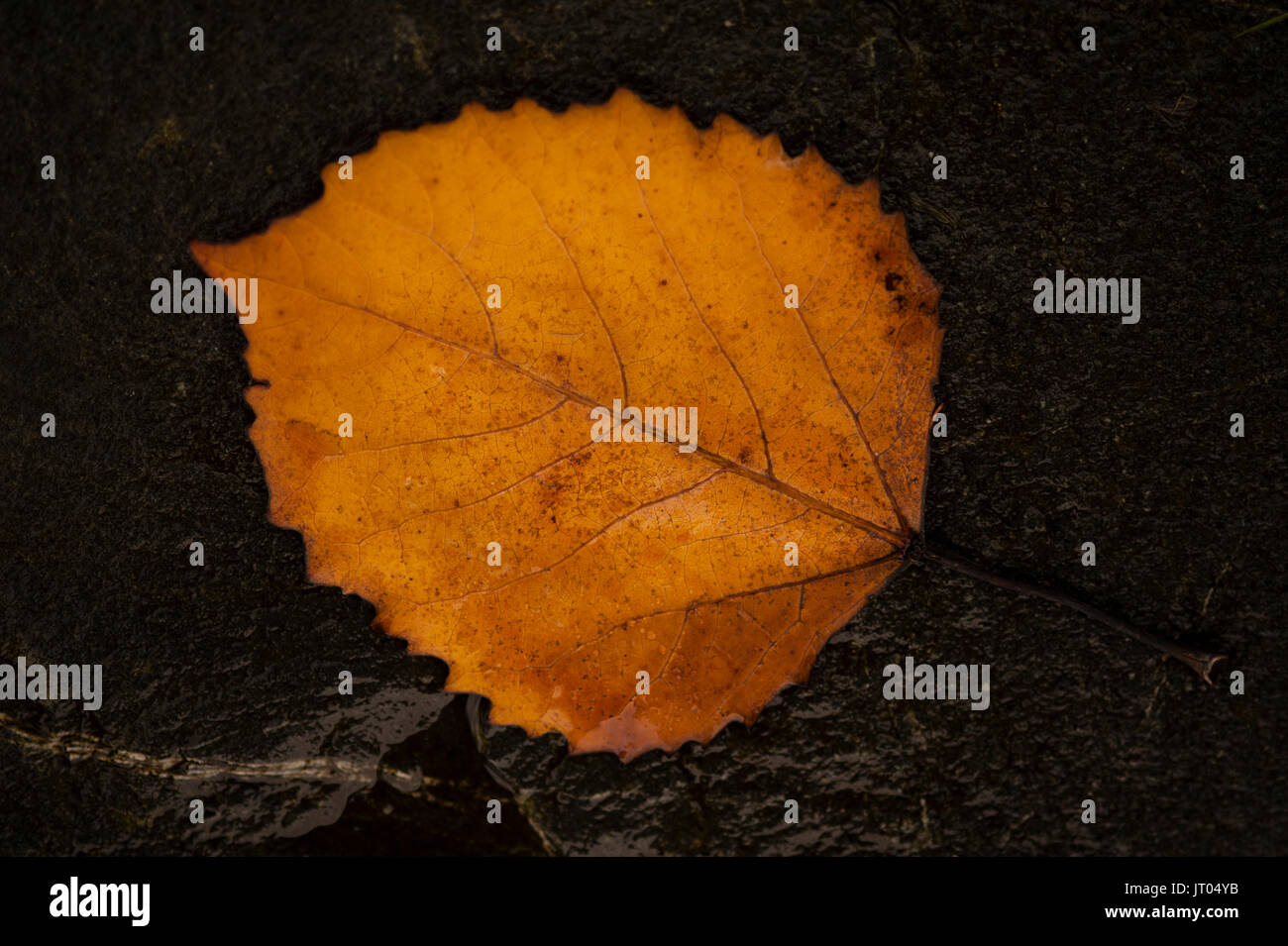 Wilting leaves hi-res stock photography and images - Alamy