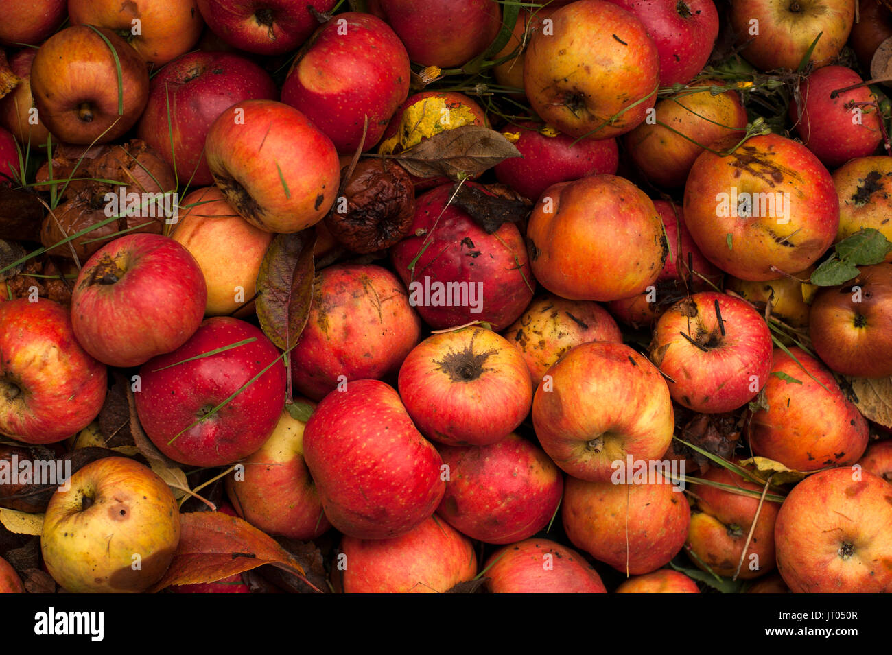 Apples rotting on ground hi-res stock photography and images - Alamy