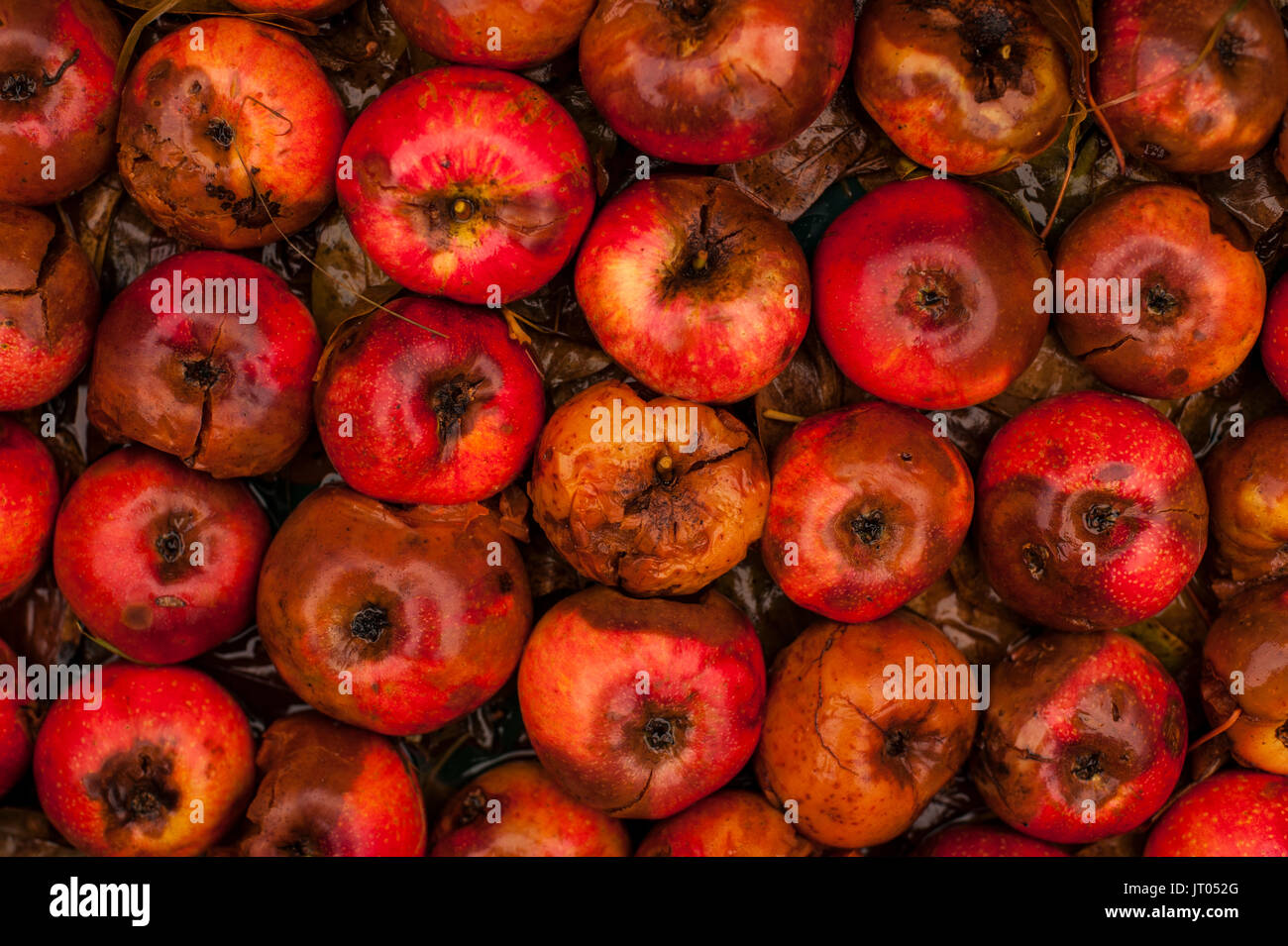Red Apples Rotting High Resolution Stock Photography and Images - Alamy