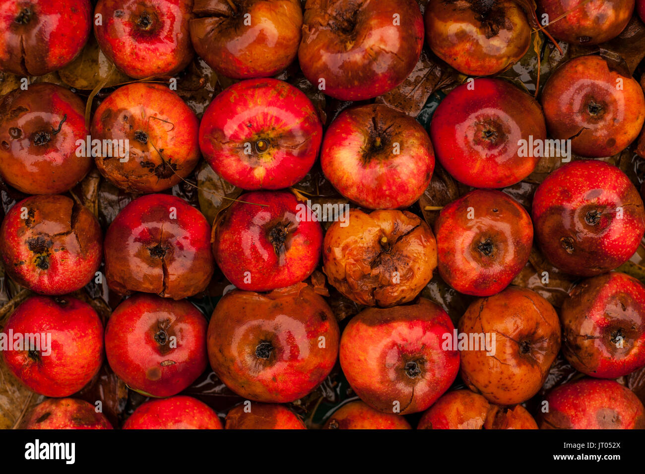 Red Apples Rotting High Resolution Stock Photography and Images - Alamy