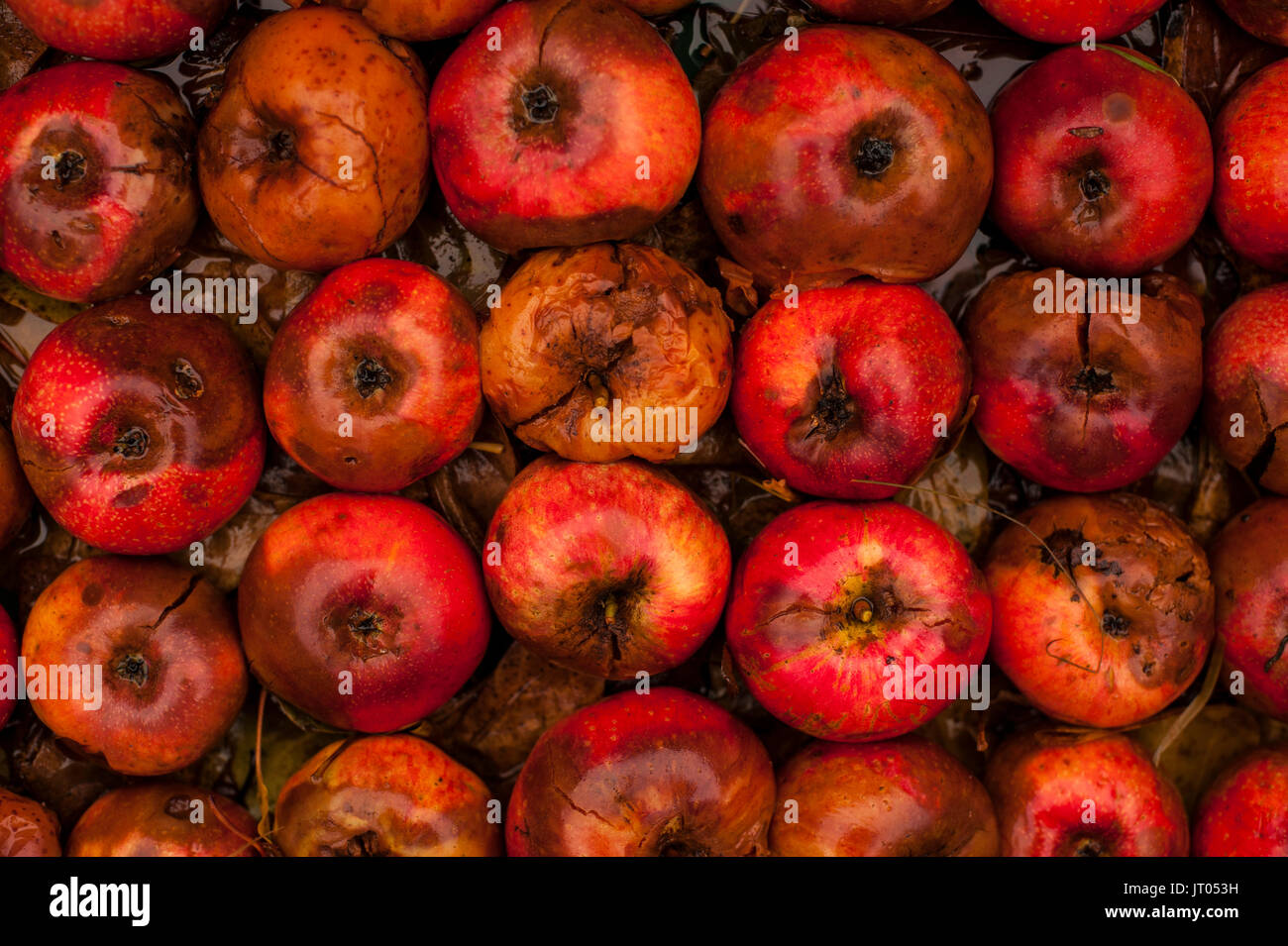 Rotting apples in rows with fall leaves Stock Photo - Alamy