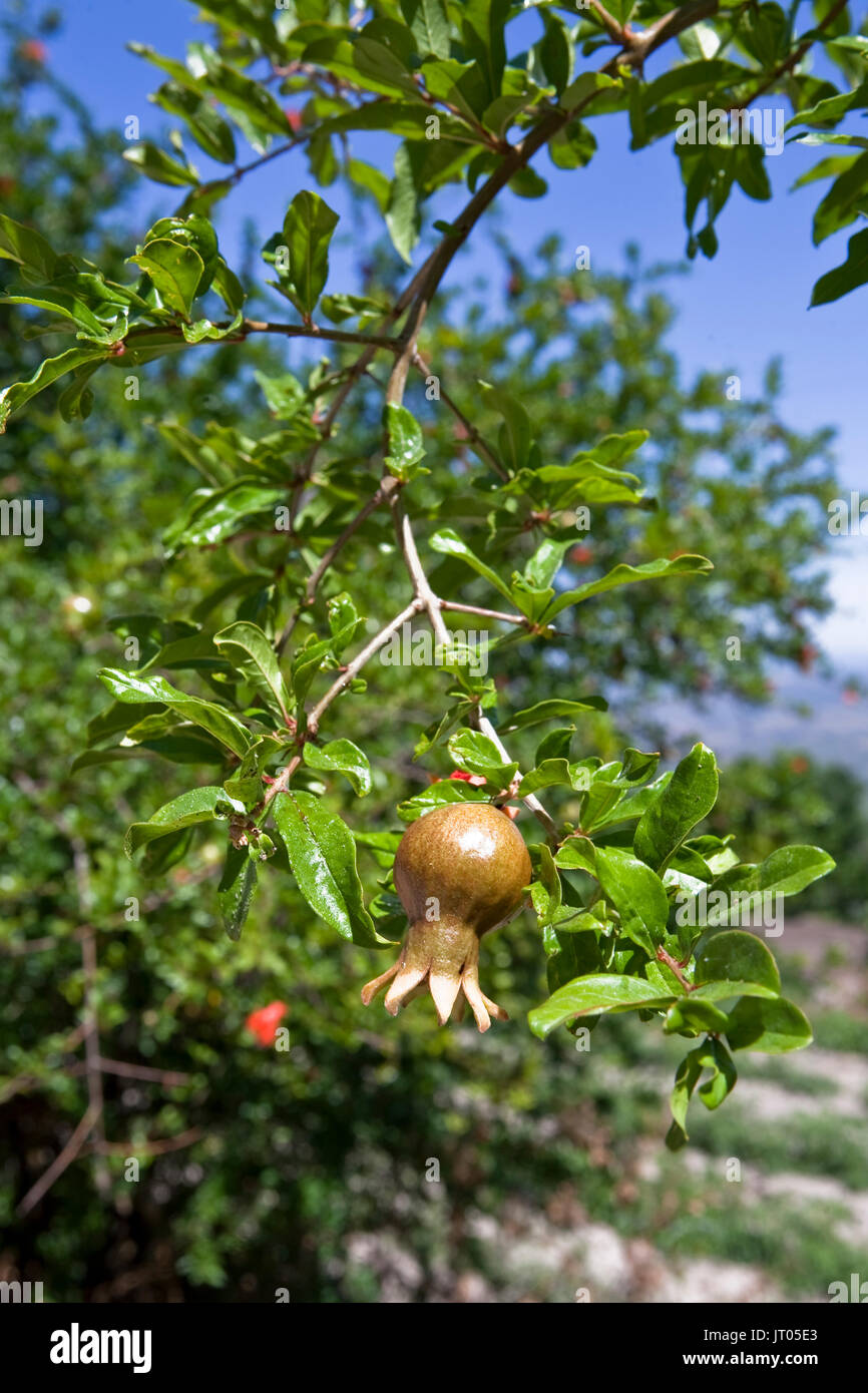 Tree with grenades hi-res stock photography and images - Alamy