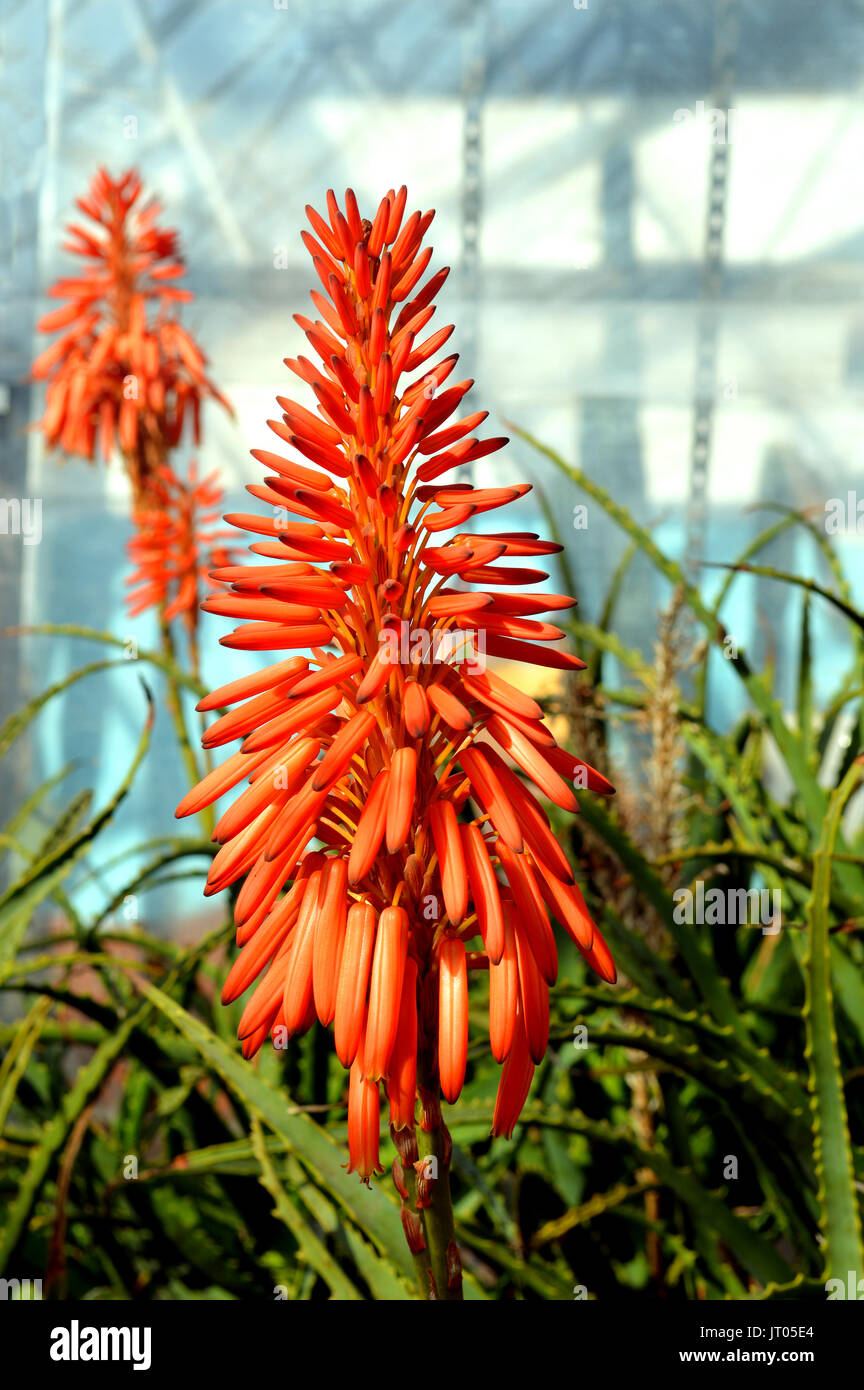 Krantz aloe Latin name Aloe arborescens Stock Photo - Alamy