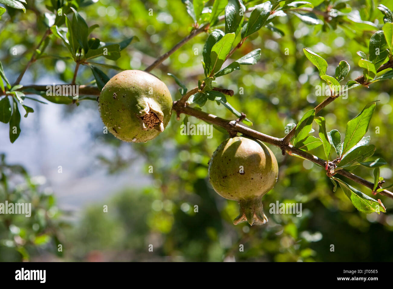 Grenade fruit hi-res stock photography and images - Alamy