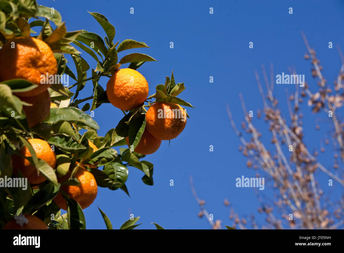 Orange tree plantation spain hi-res stock photography and images - Alamy