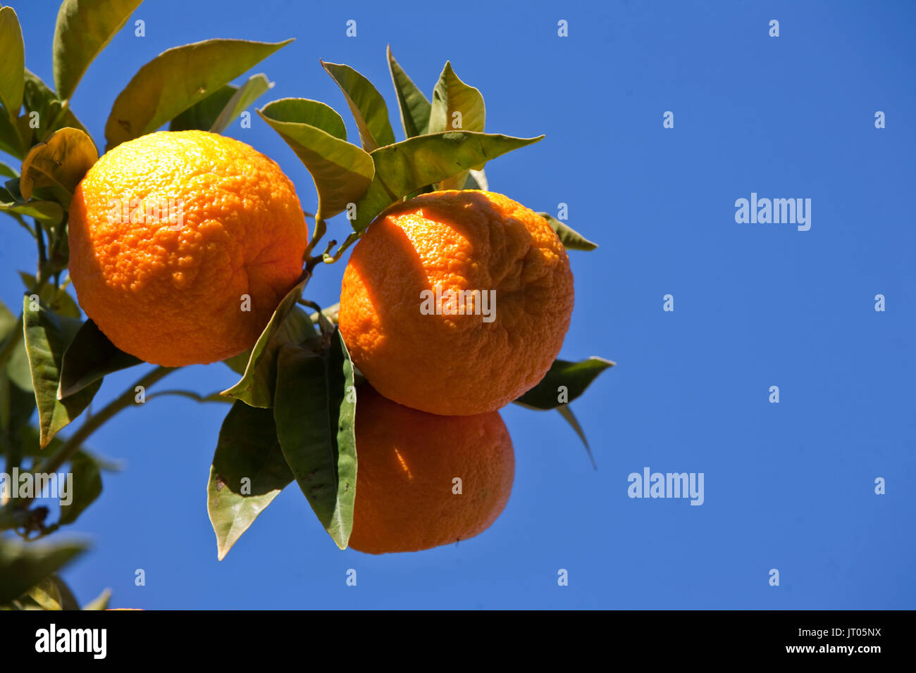 Orange tree plantation spain hi-res stock photography and images - Alamy