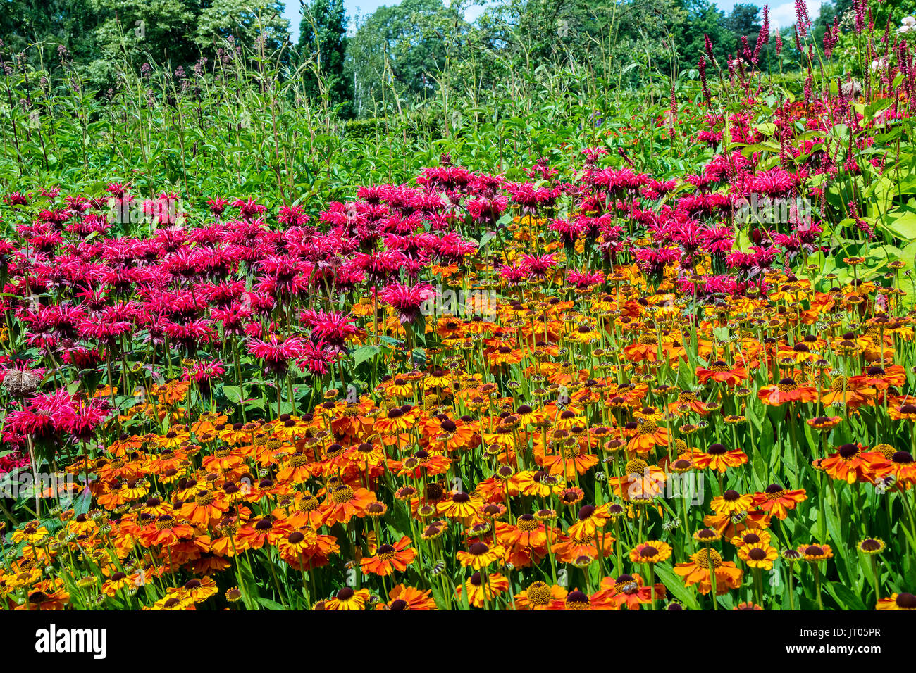 Perennial flowers Pink Monarda and Orange Rudbeckia in a herbaceous ...