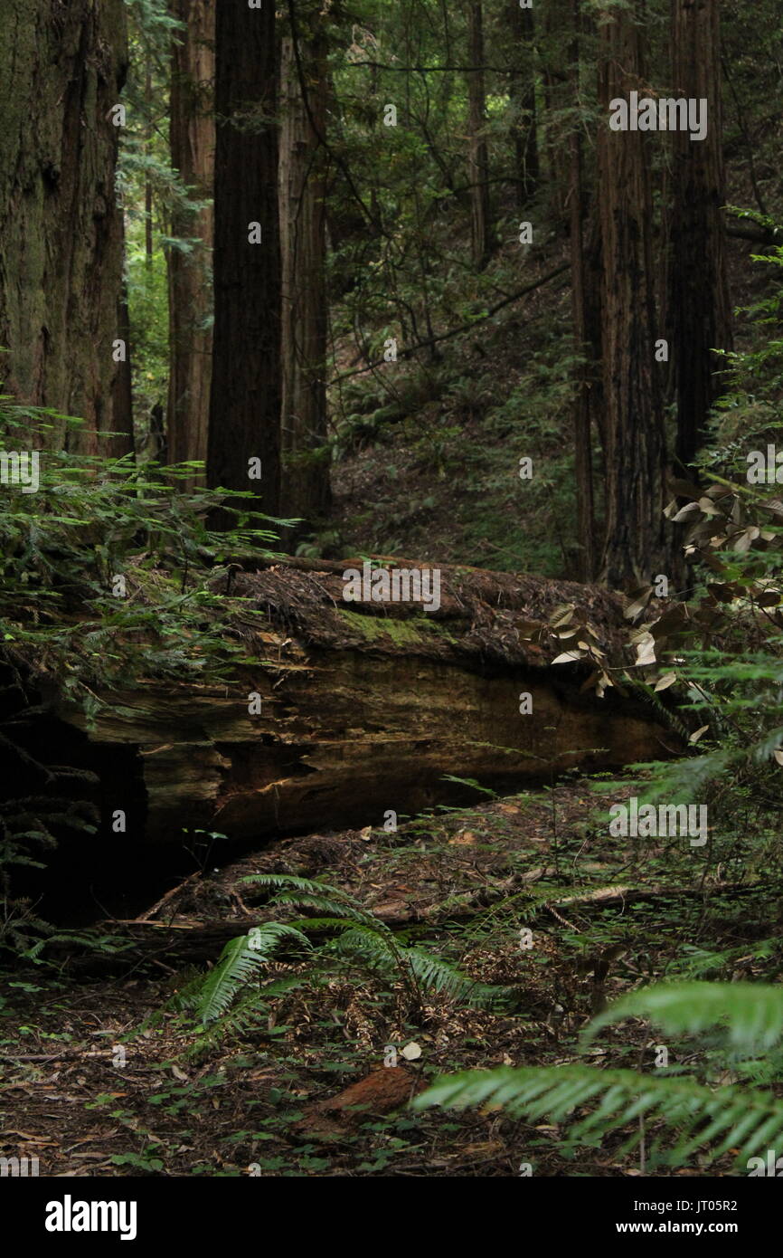 An old fallen redwood tree in a shady coastal forrest Stock Photo - Alamy