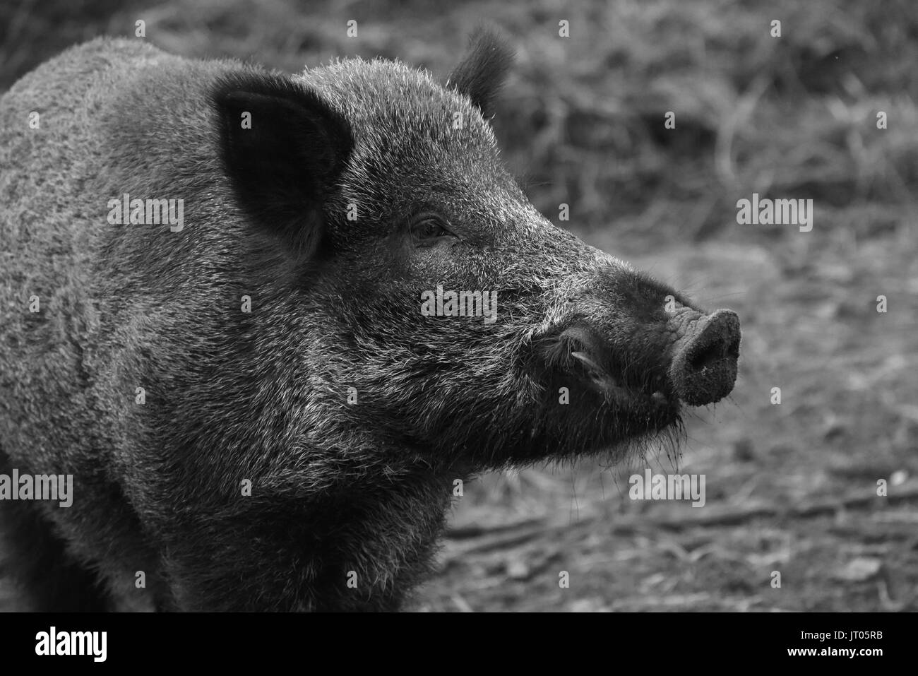 Omnivore Black and White Stock Photos & Images - Alamy