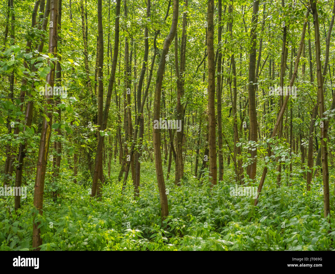 Abstract many young green hi-res stock photography and images - Alamy