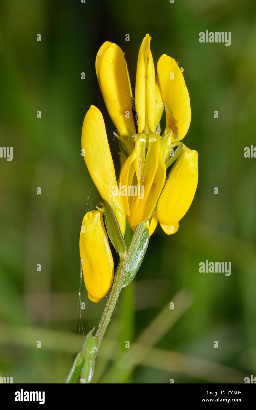 Genista plant hi-res stock photography and images - Alamy