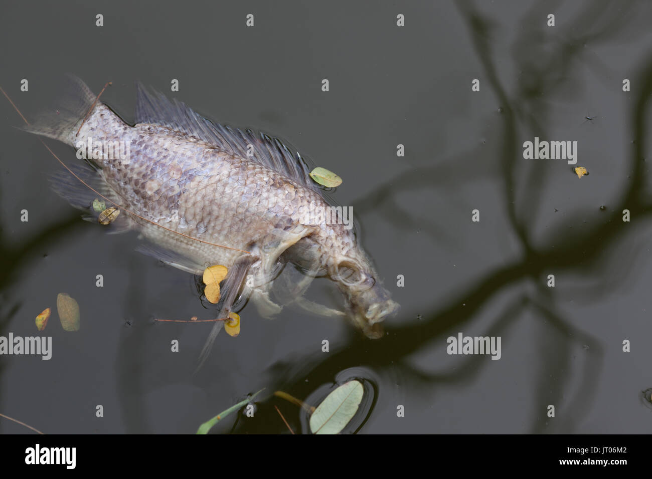 Dead, poisoned fish lies on the river bank.The impact of toxic ...
