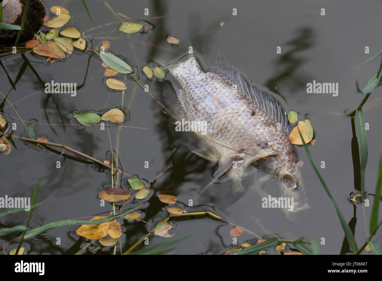 Dead, poisoned fish lies on the river bank.The impact of toxic ...