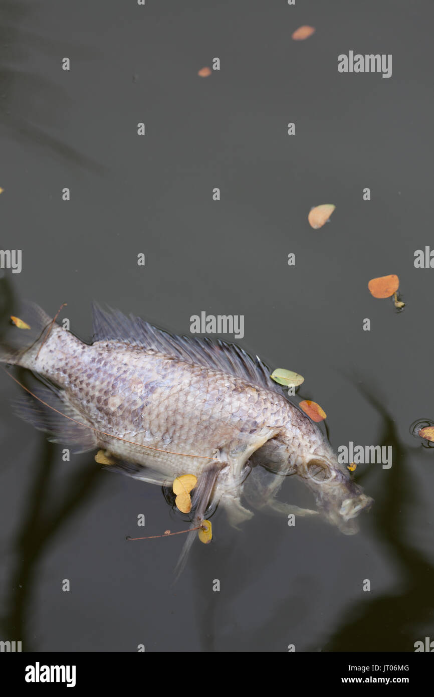 Dead, poisoned fish lies on the river bank.The impact of toxic ...