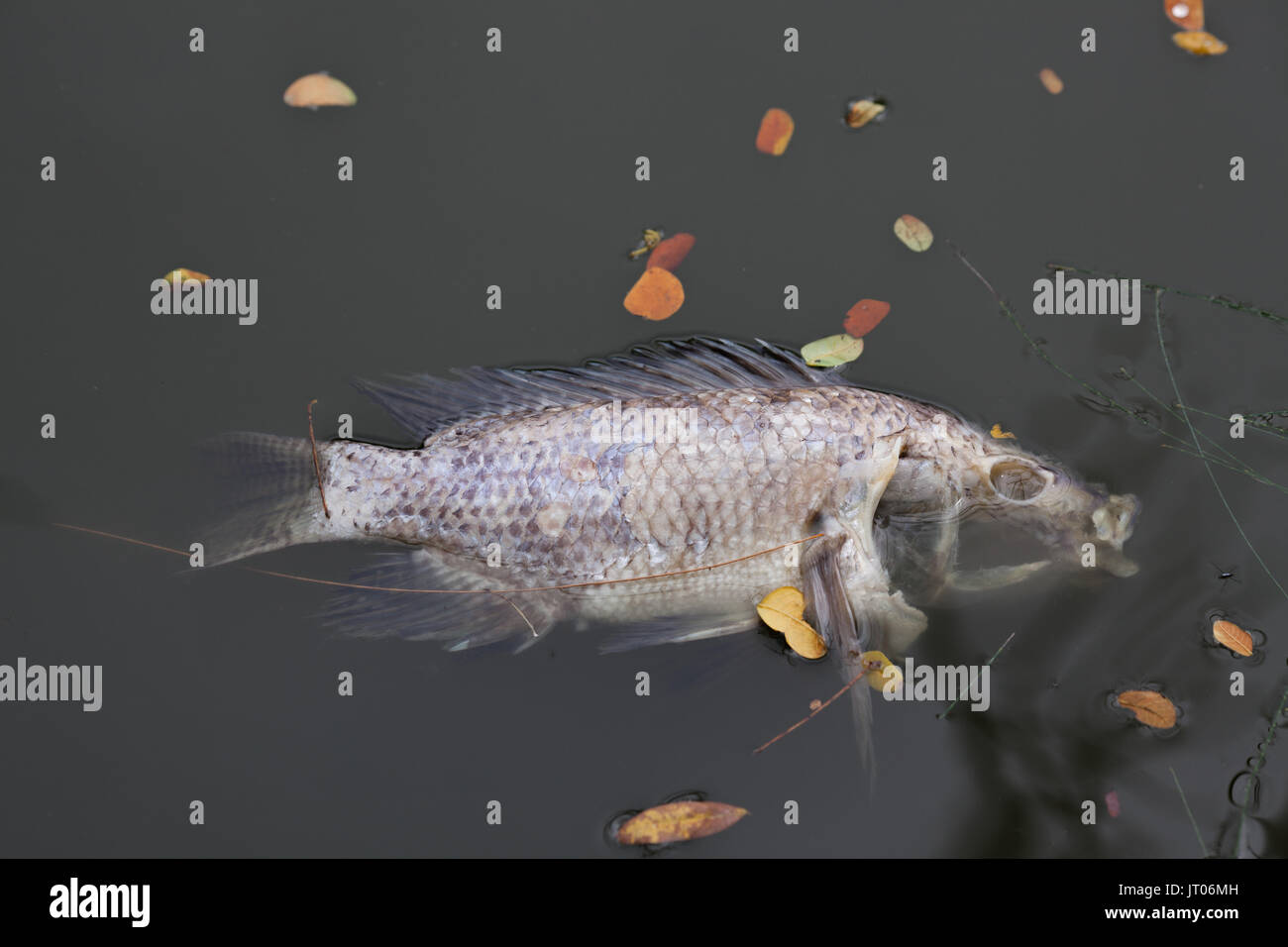 Dead, poisoned fish lies on the river bank.The impact of toxic ...