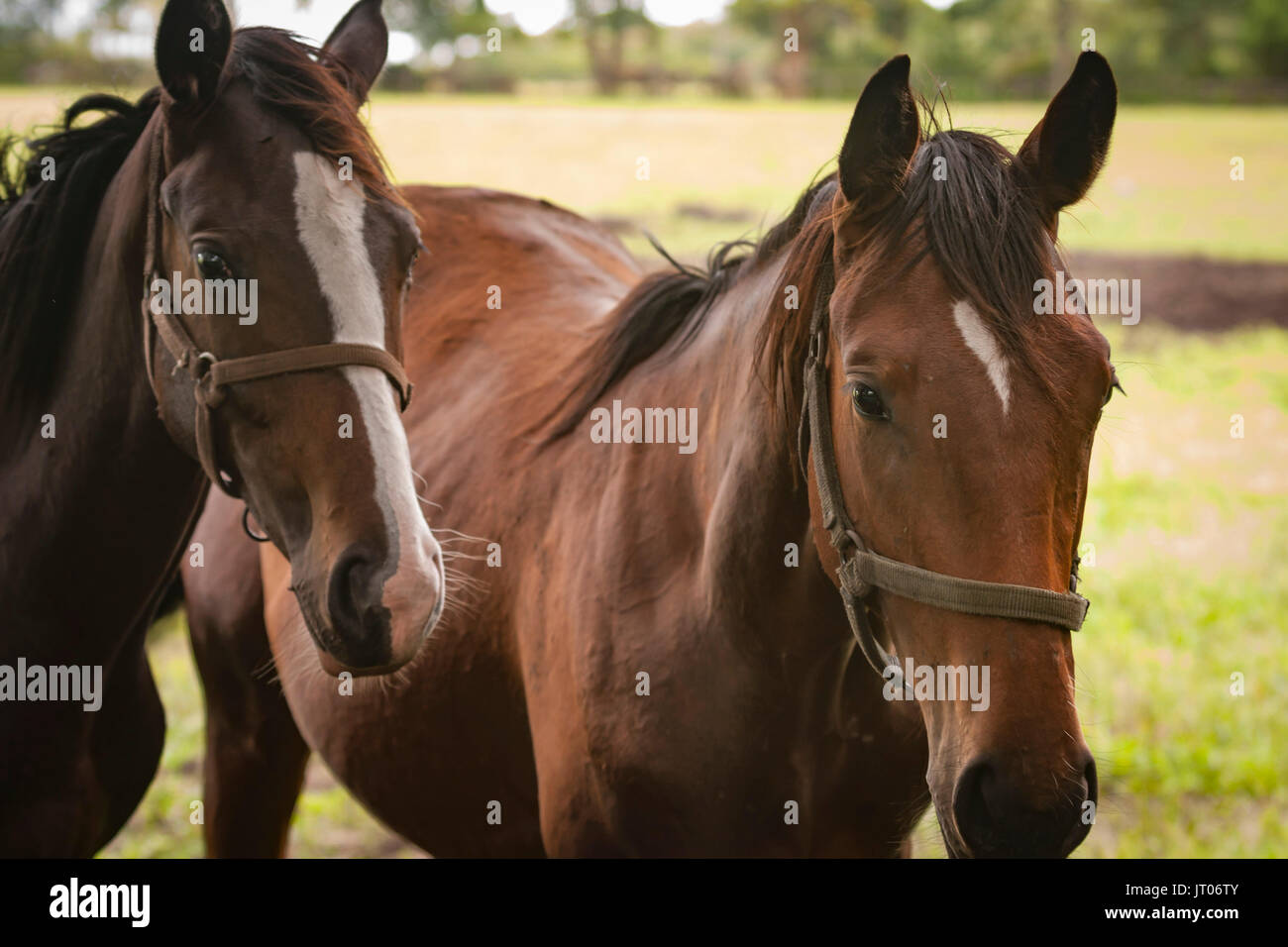 closeup of Horses in an open grass field Stock Photo - Alamy