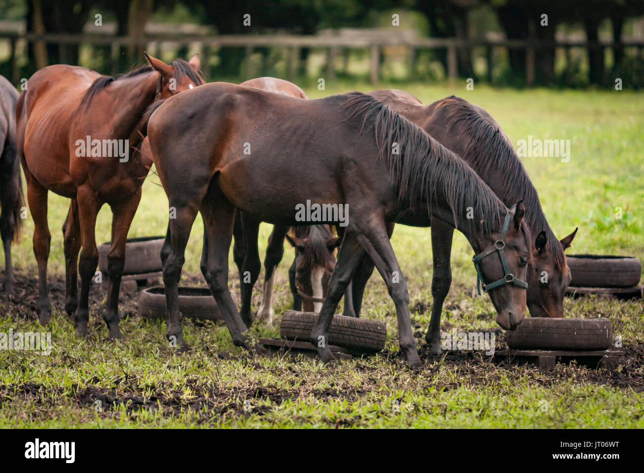 Horses in an open grass field Stock Photo - Alamy