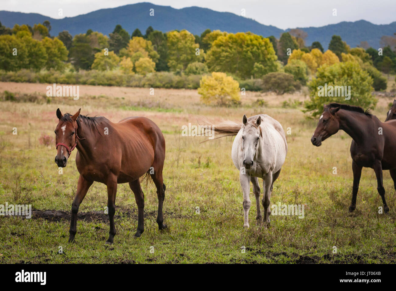 Horses in an open grass field Stock Photo - Alamy