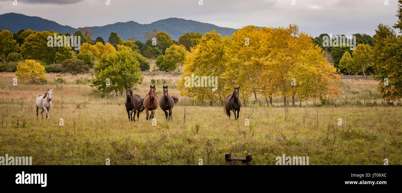 Horses running in an open grass field Stock Photo - Alamy
