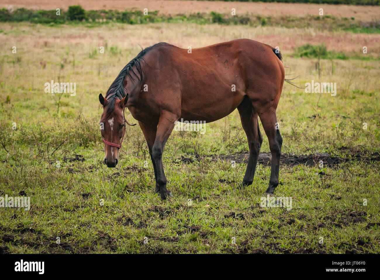 Horses in an open grass field Stock Photo - Alamy
