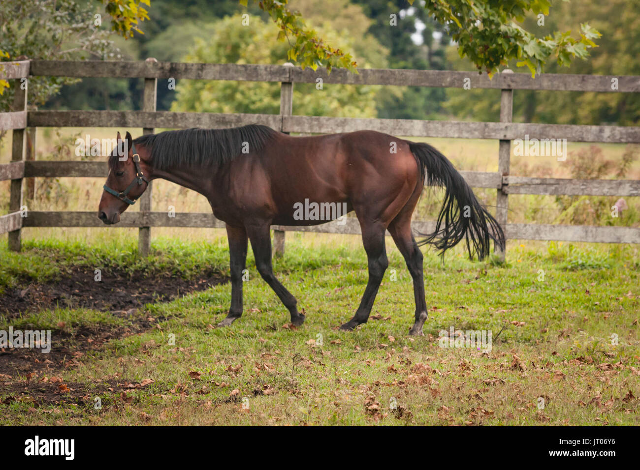 Horses in an open grass field Stock Photo - Alamy