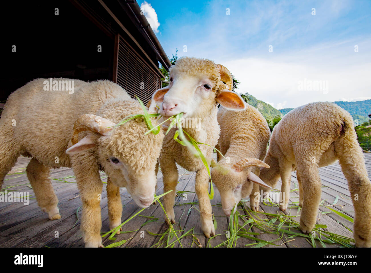 merino sheep eating ruzi grass leaves on wood ground of rural ranch ...