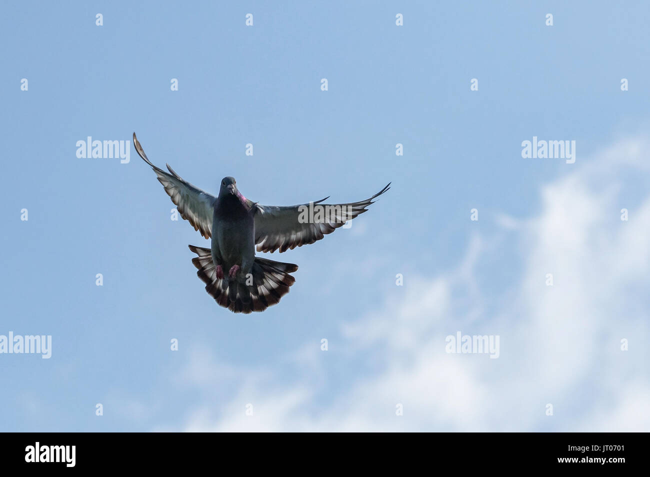 pigeon wing flying against blue sky Stock Photo - Alamy