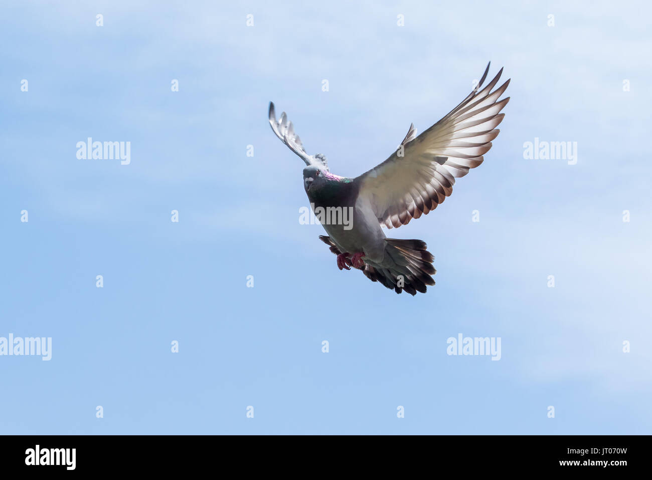 pigeon wing flying against blue sky Stock Photo - Alamy