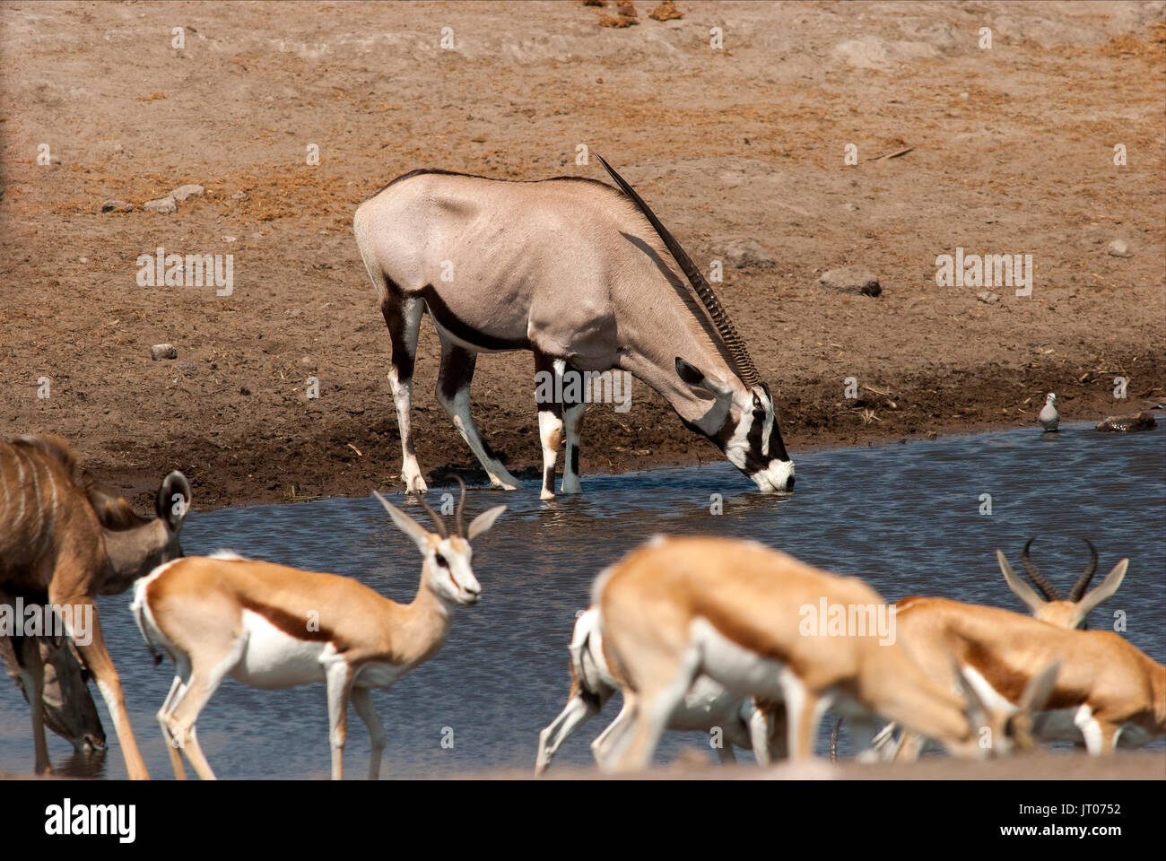 Gemsbok drinking at Chudob waterhole, Etosha National Park, Namibia ...