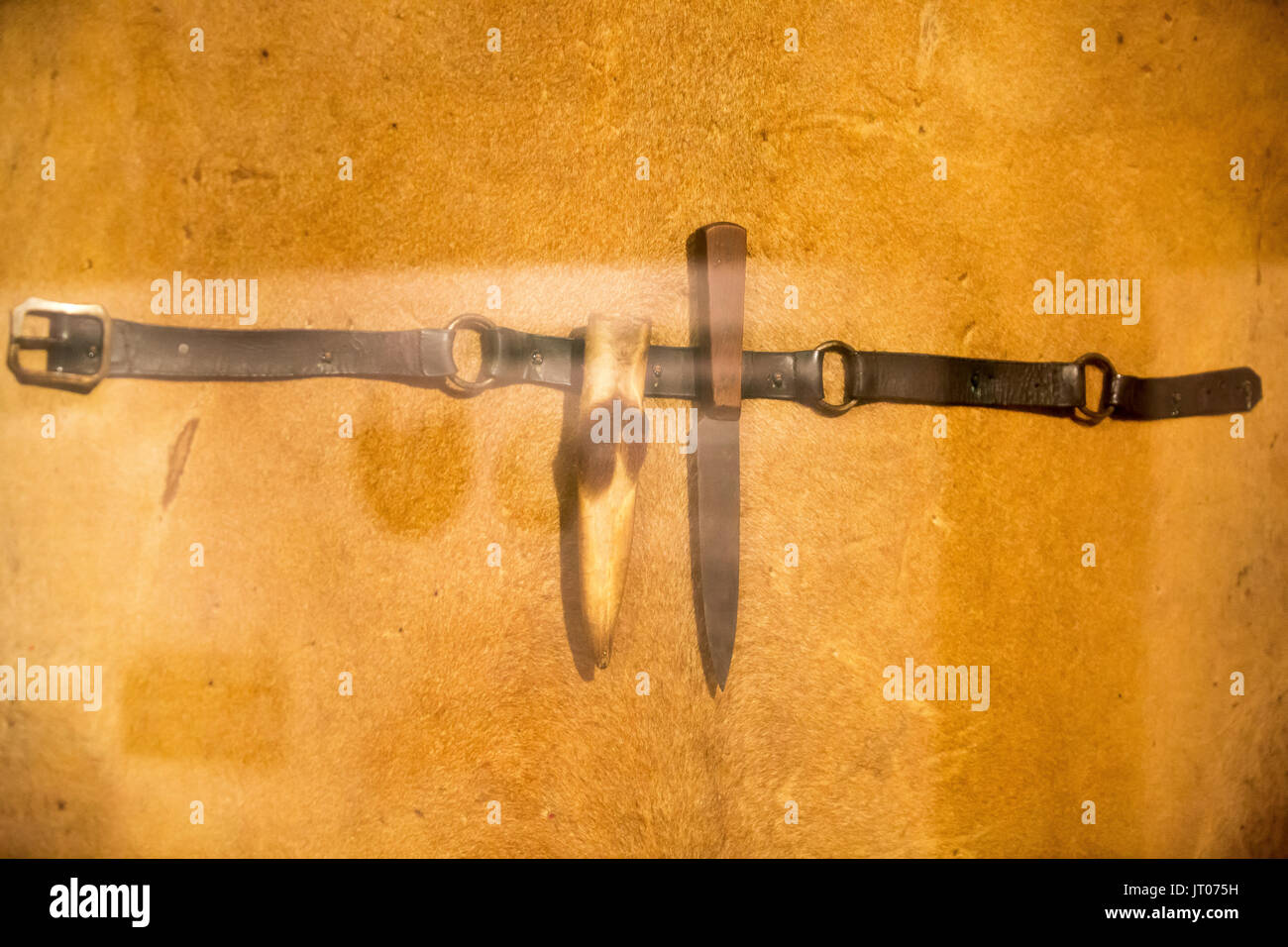 Lion Skin High Resolution Stock Photography and Images - Alamy