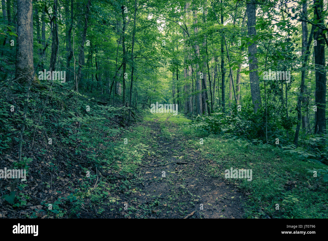 Path through woods Stock Photo - Alamy