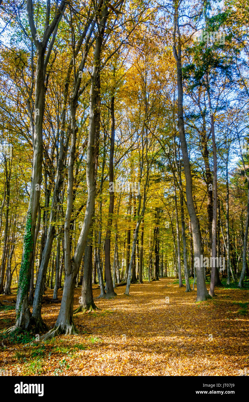 Autumn forest wood scene with golden sun light illumining the foliage ...