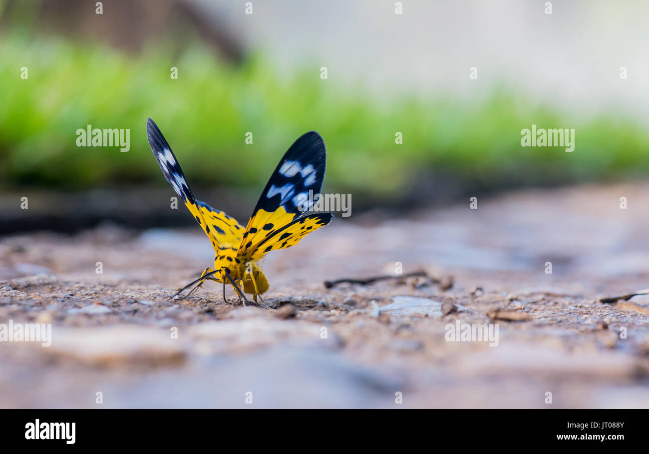 Butterfly in the forest, insect and animal Stock Photo - Alamy