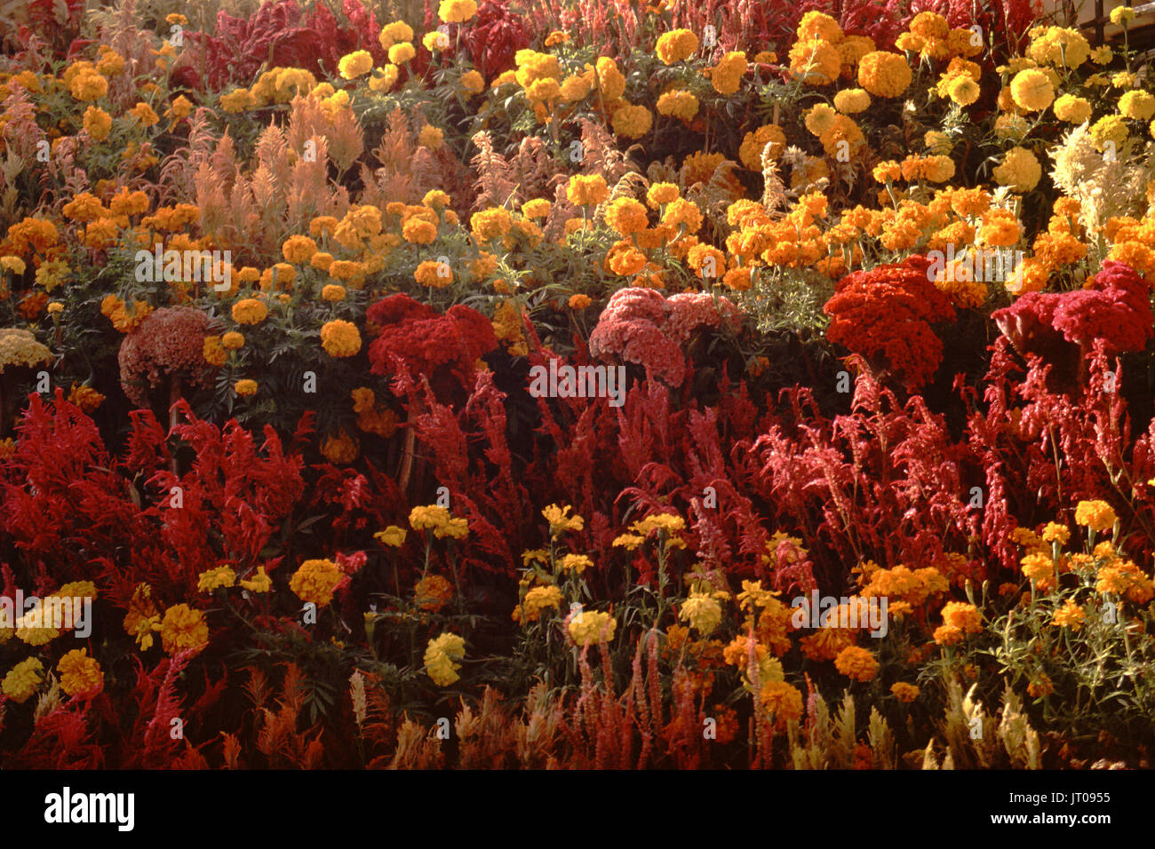Section of beautiful and colourful/colorful bed of flowers Stock Photo ...