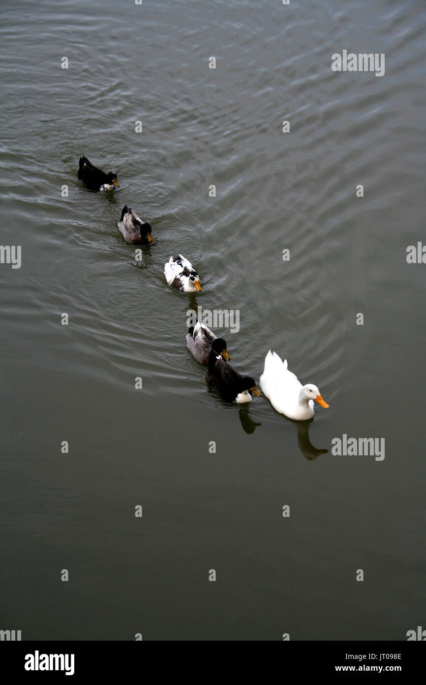 White duck leading the rest swimming afloat on water Stock Photo - Alamy