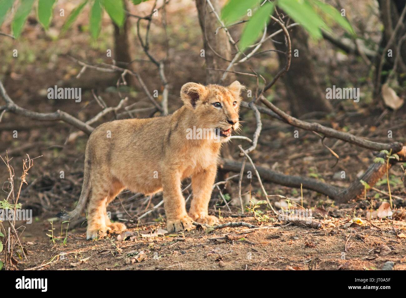 Asiatic Lion Cubs