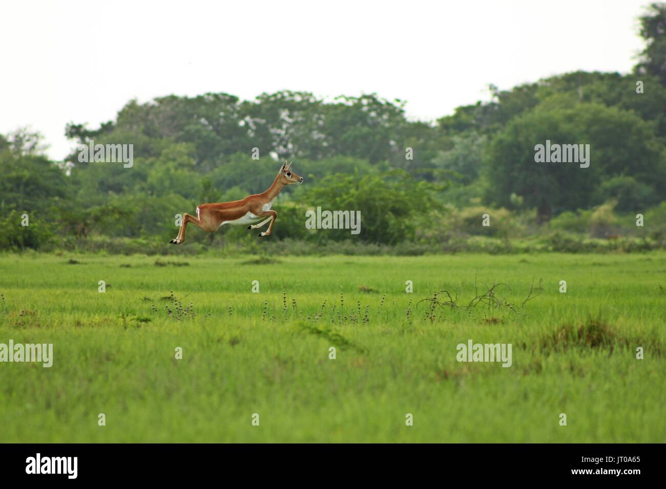 Antelope jumping hi-res stock photography and images - Alamy
